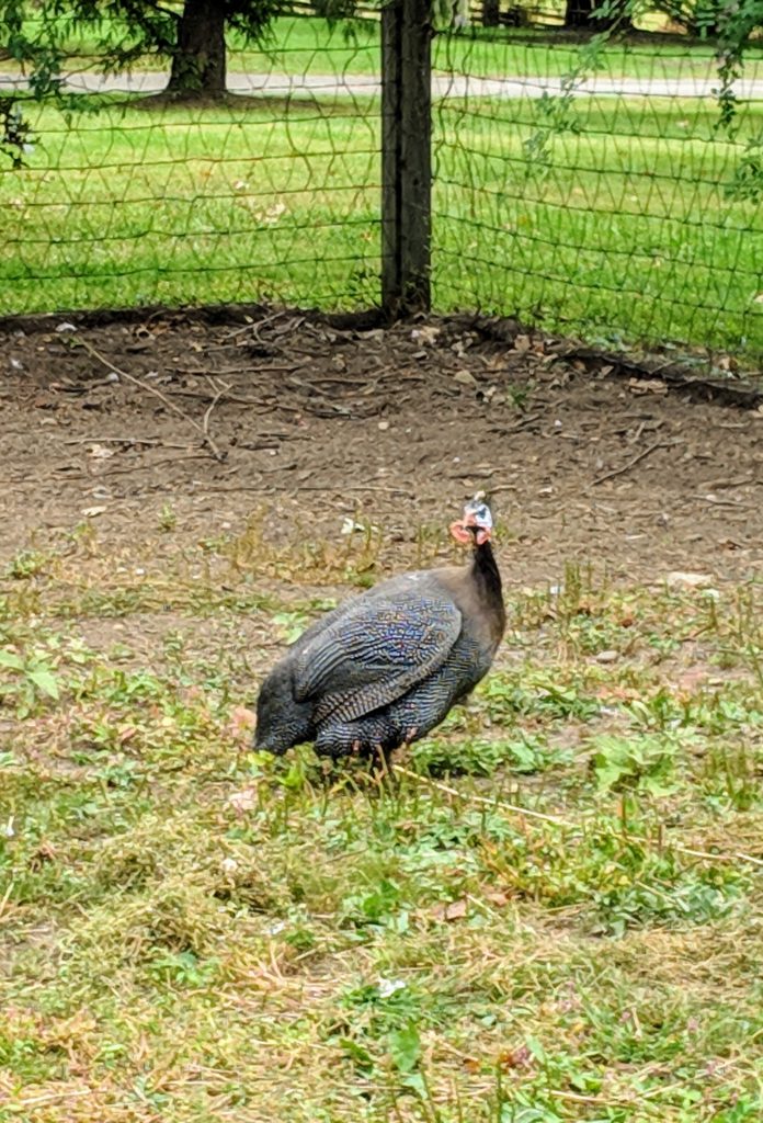 The Guinea Fowl at My Farm - The Martha Stewart Blog