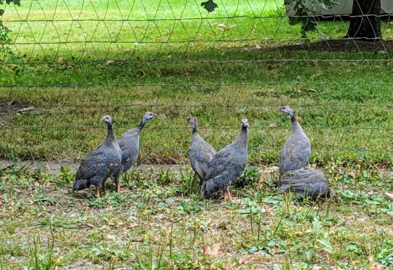 The Guinea Fowl at My Farm - The Martha Stewart Blog