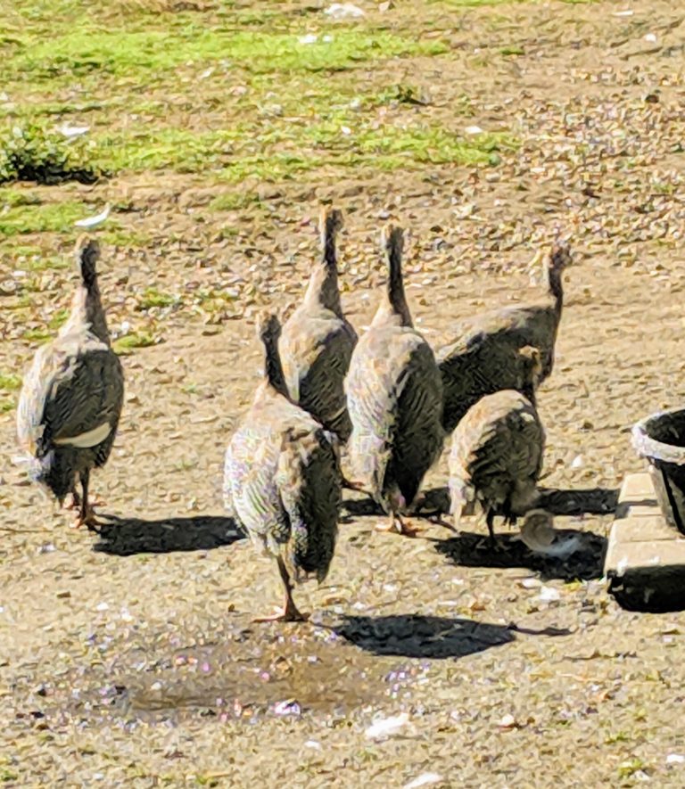 The Guinea Fowl at My Farm - The Martha Stewart Blog