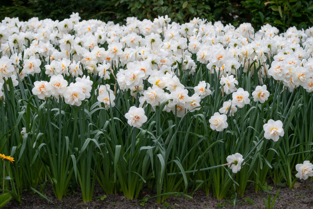 Planting Daffodil Bulbs at the Farm - The Martha Stewart Blog