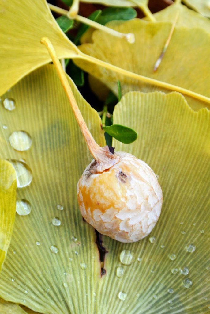 The Fruits of the Ginkgo Tree - The Martha Stewart Blog