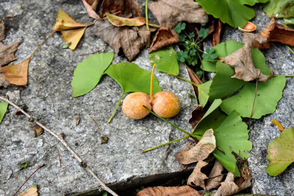 The Fruits of the Ginkgo Tree - The Martha Stewart Blog