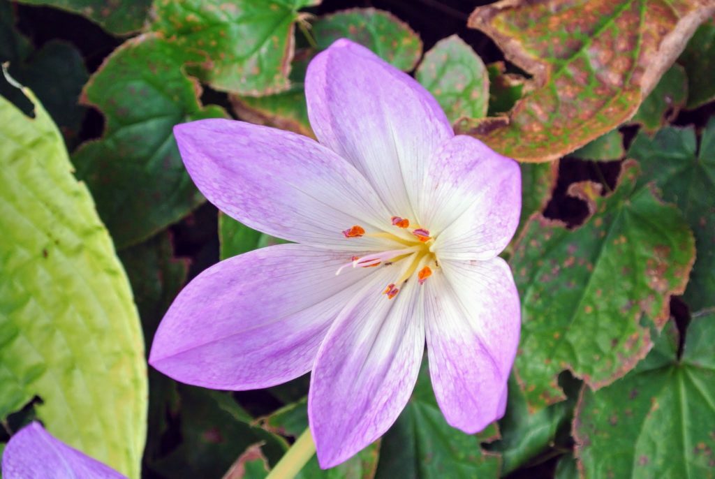 Autumn-Blooming Colchicum Around My Farm - The Martha Stewart Blog