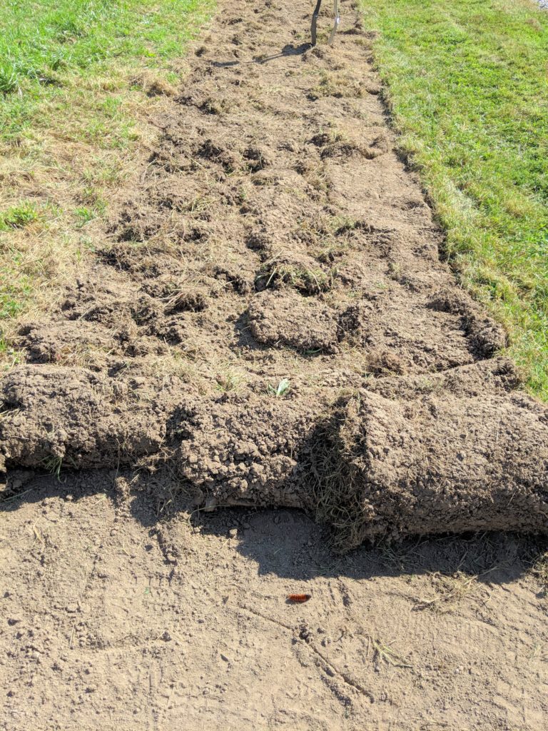 Creating a New Allee at My Farm - The Martha Stewart Blog