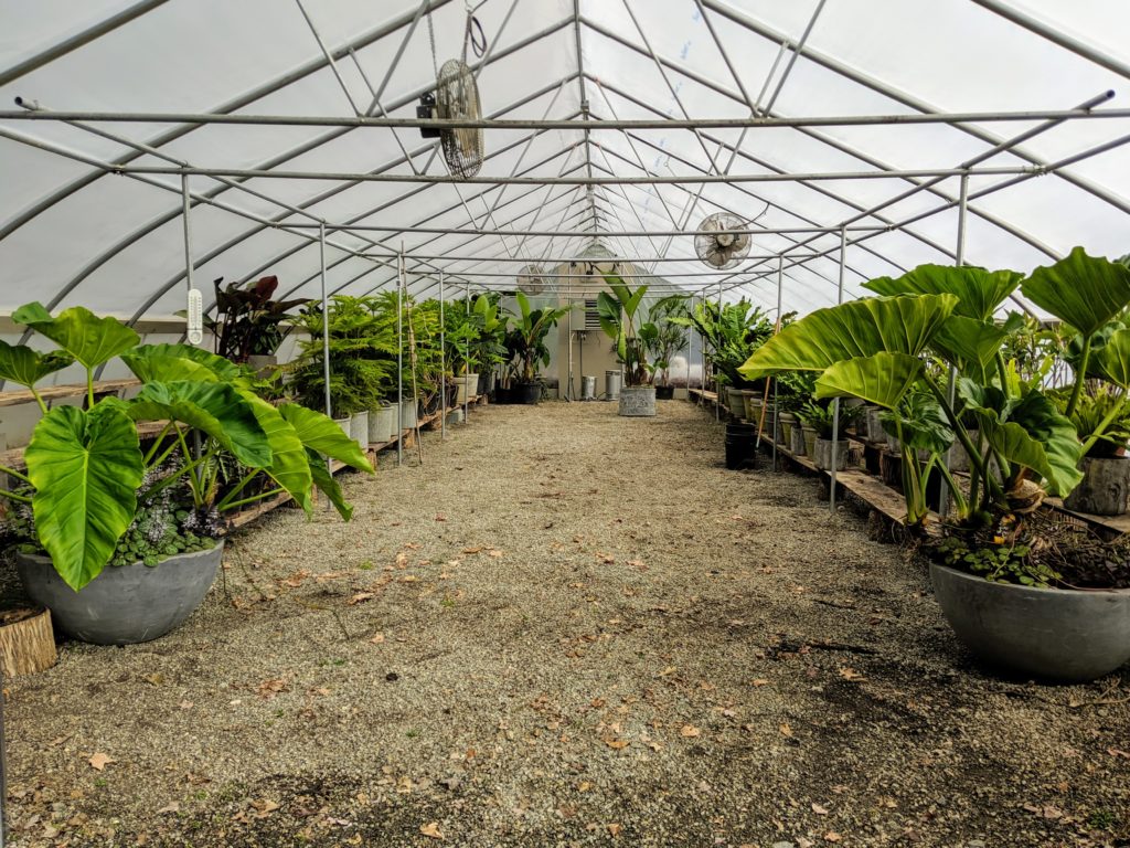 Storing My Tropical Plants Indoors - The Martha Stewart Blog