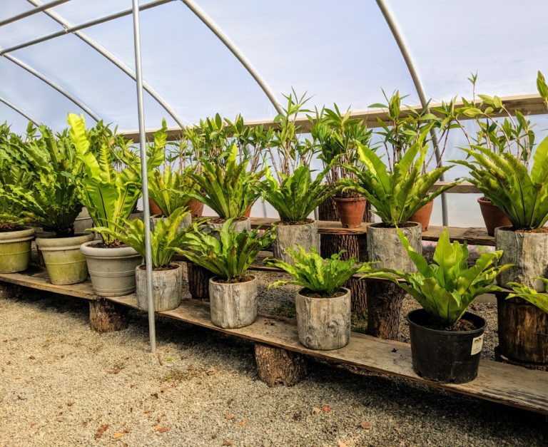 Storing My Tropical Plants Indoors - The Martha Stewart Blog