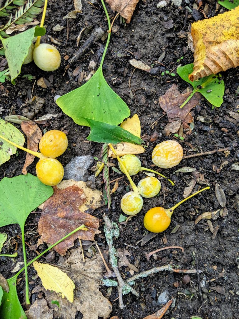 The Fruits of the Ginkgo Tree - The Martha Stewart Blog