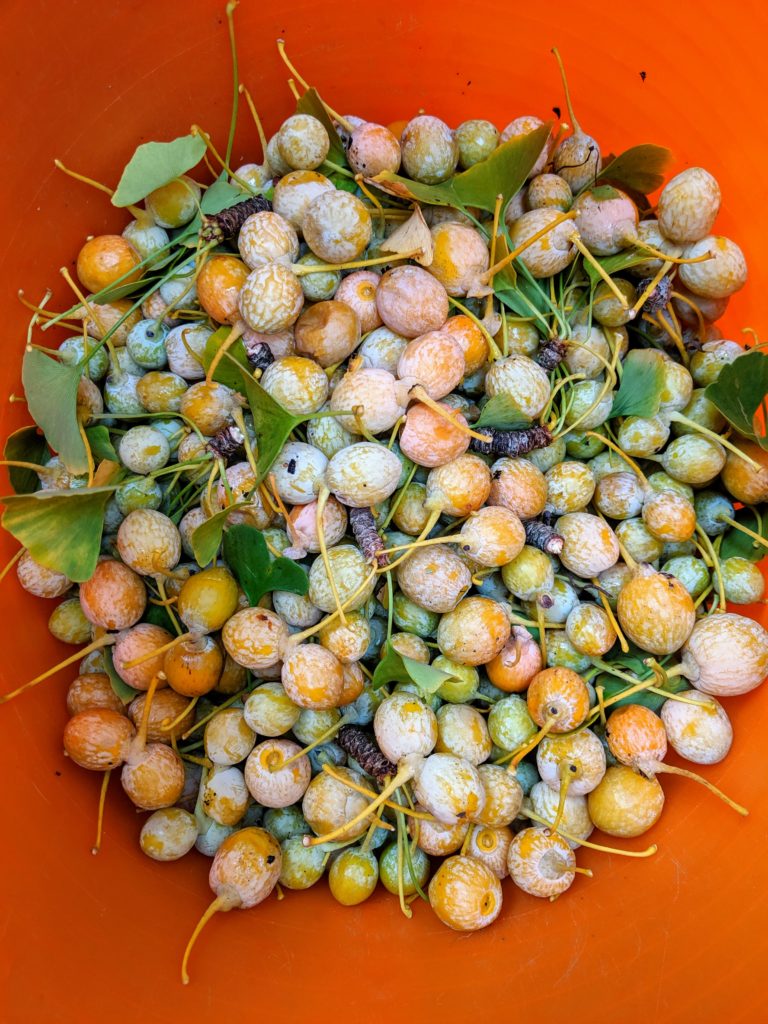 The Martha Stewart Blog : Blog Archive The Fruits of the Ginkgo Tree ...