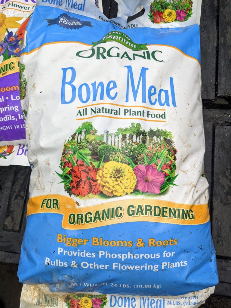 The Martha Stewart Blog : Blog Archive Planting Daffodil Bulbs at the ...