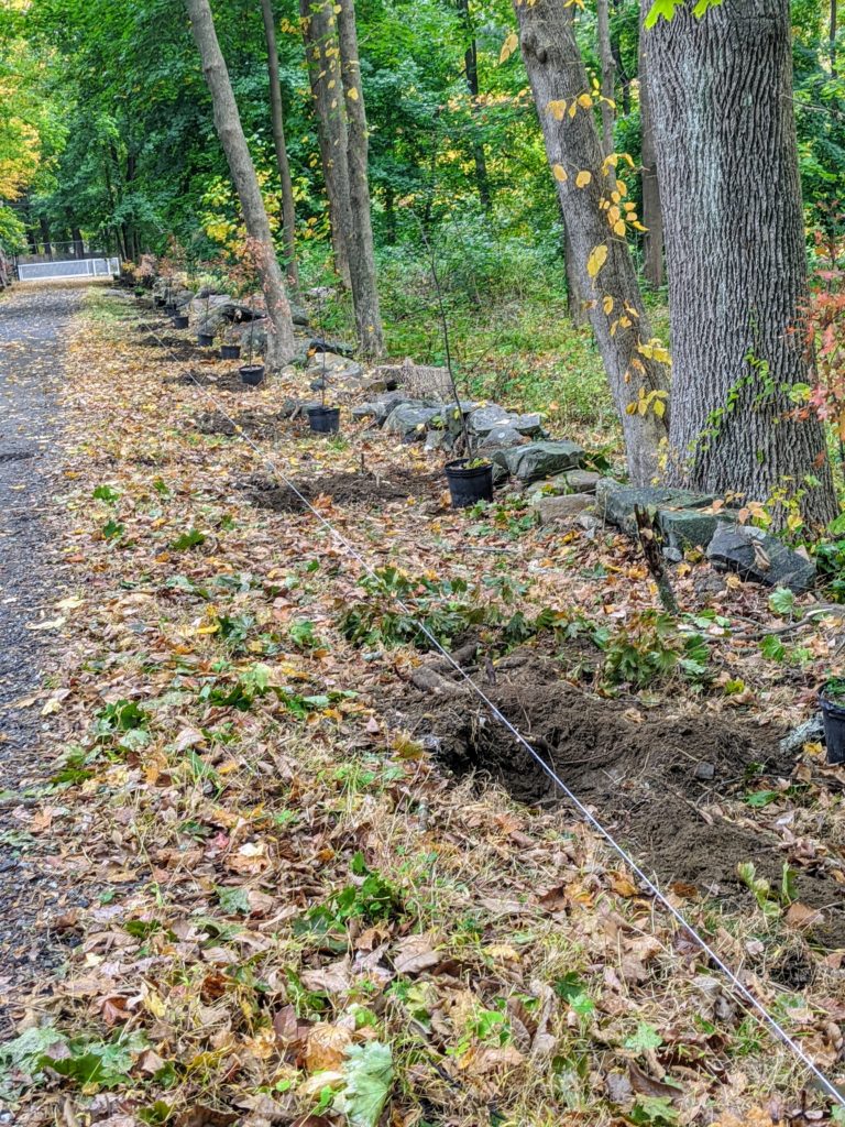 The Martha Stewart Blog : Blog Archive Planting An Allee of Pin Oaks ...