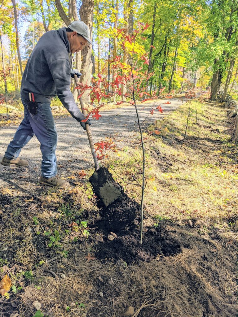 Planting An Allee of Pin Oaks - The Martha Stewart Blog