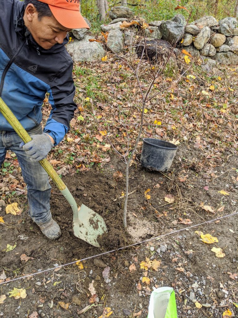 The Martha Stewart Blog : Blog Archive Planting An Allee of Pin Oaks ...