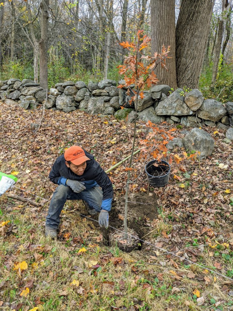 Planting An Allee of Pin Oaks - The Martha Stewart Blog
