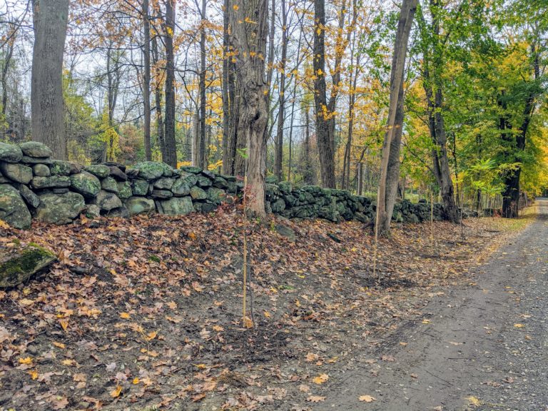 Planting An Allee of Pin Oaks - The Martha Stewart Blog