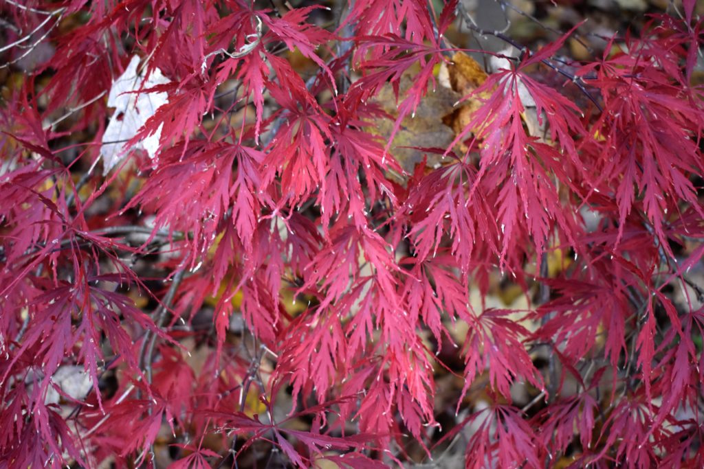 Walking Through My Japanese Maple Grove - The Martha Stewart Blog