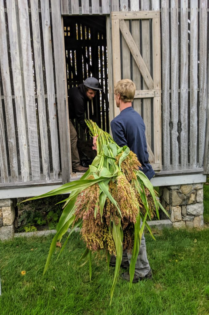 Harvesting Broom Corn - The Martha Stewart Blog