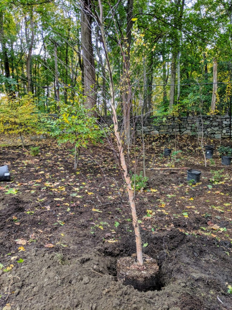 Fall Tree Planting Around My Farm - The Martha Stewart Blog