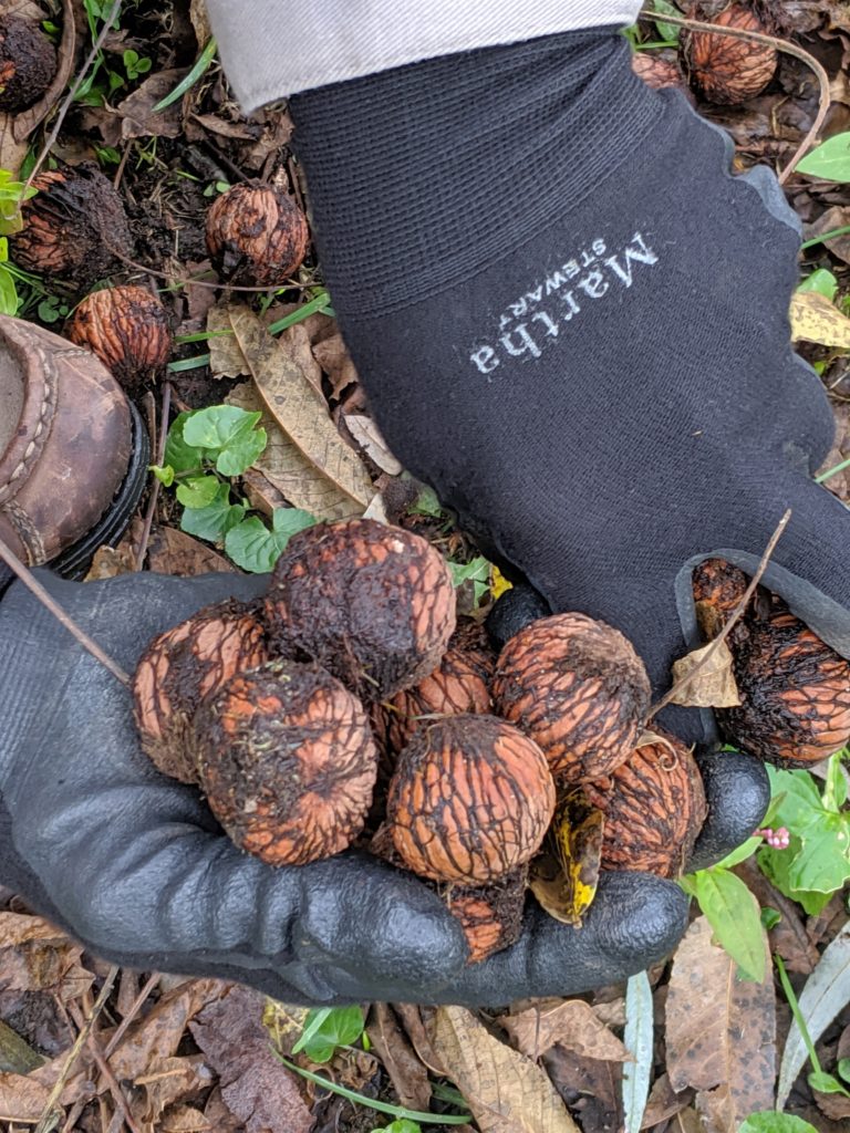 Harvesting Black Walnuts at My Farm - The Martha Stewart Blog