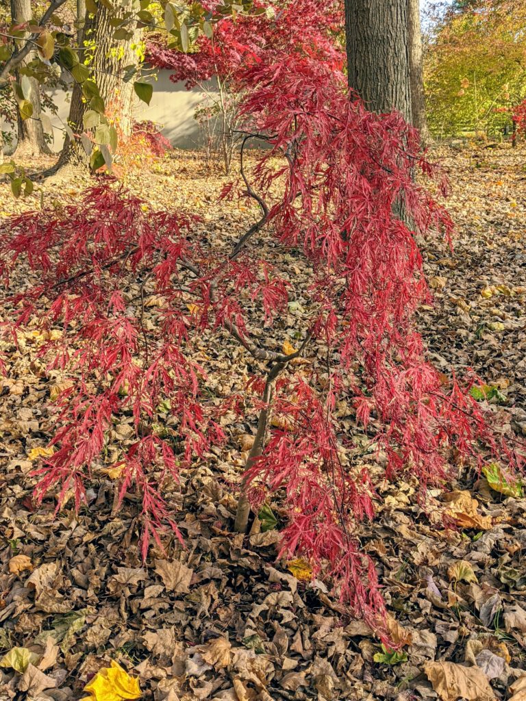 Walking Through My Japanese Maple Grove - The Martha Stewart Blog