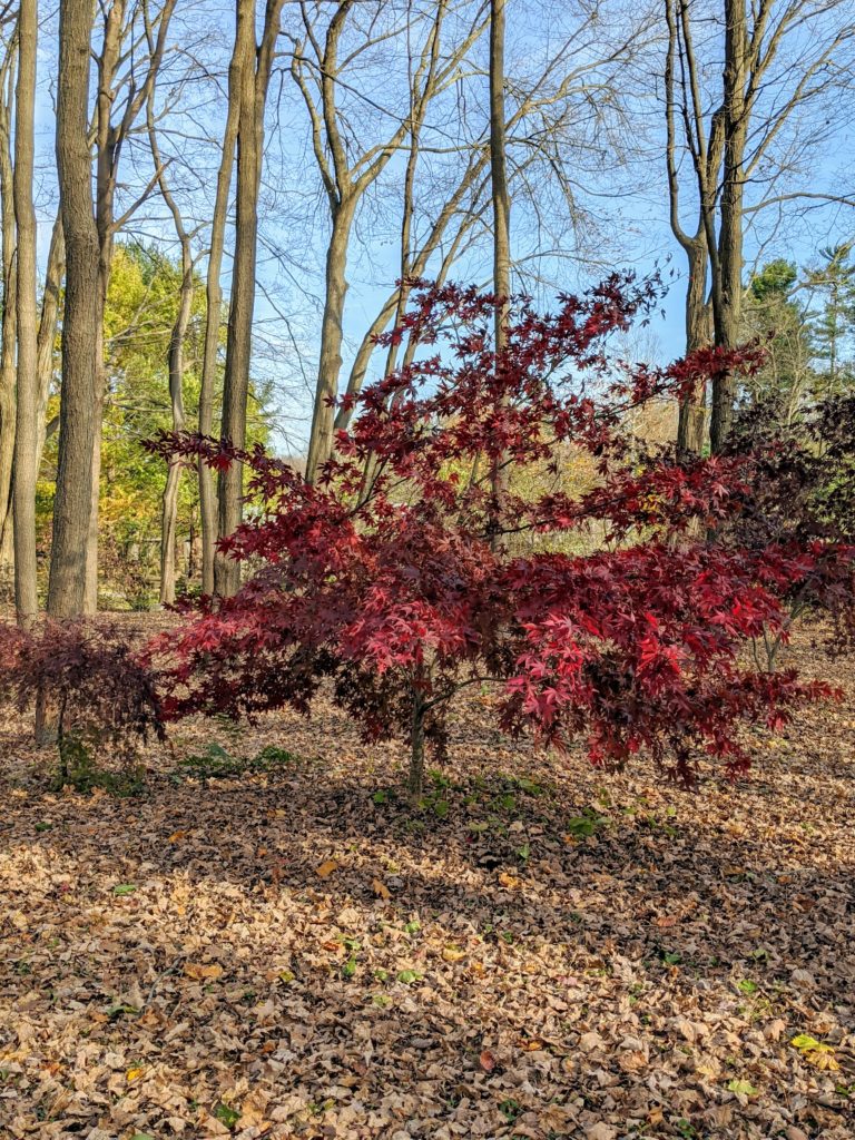 Walking Through My Japanese Maple Grove - The Martha Stewart Blog