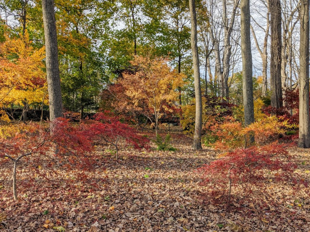 Walking Through My Japanese Maple Grove - The Martha Stewart Blog