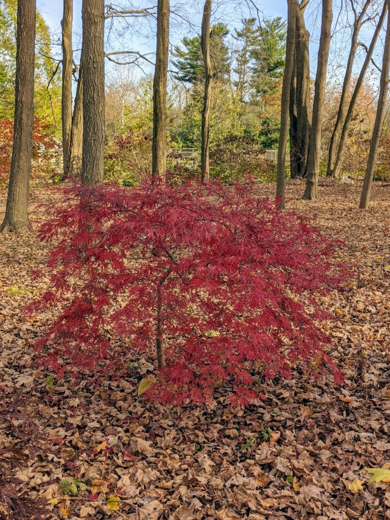 Walking Through My Japanese Maple Grove - The Martha Stewart Blog