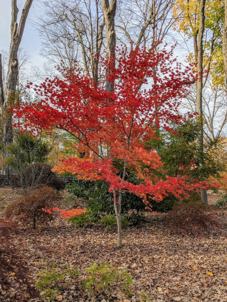 Walking Through My Japanese Maple Grove - The Martha Stewart Blog