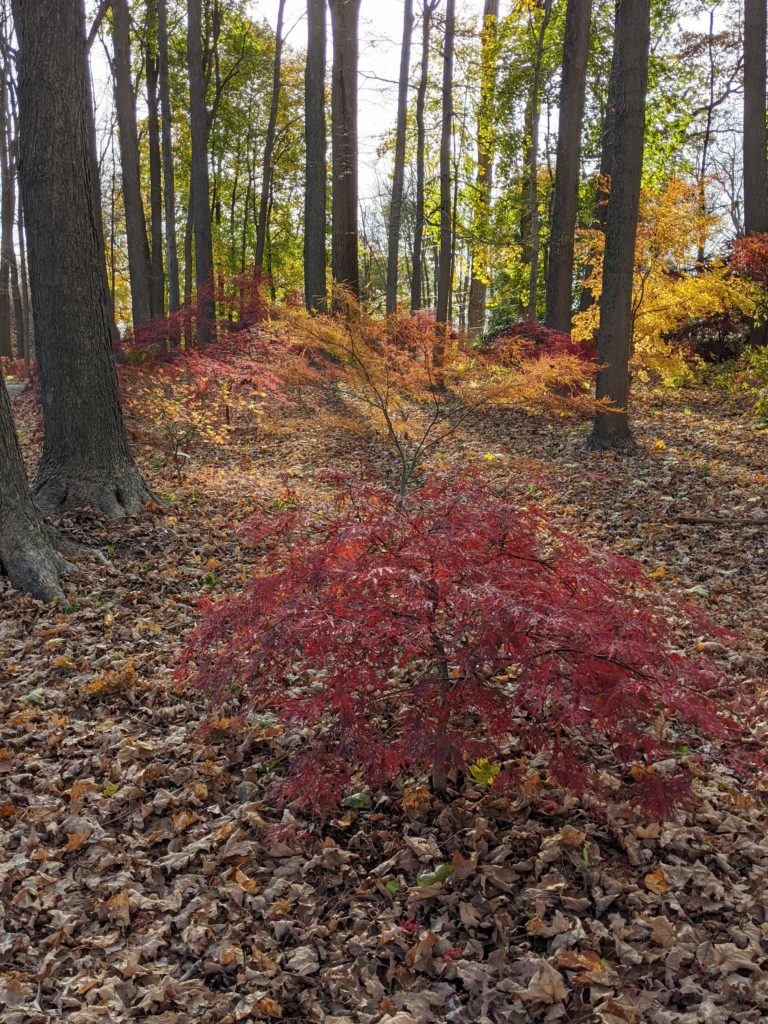 Walking Through My Japanese Maple Grove - The Martha Stewart Blog