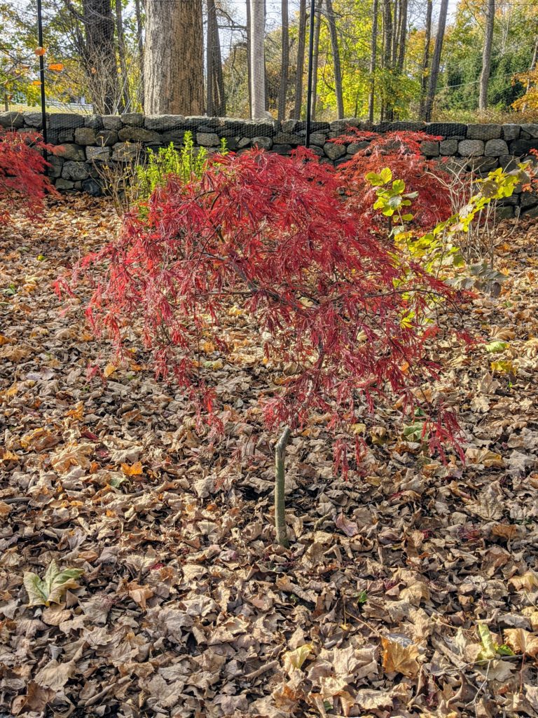 Walking Through My Japanese Maple Grove - The Martha Stewart Blog