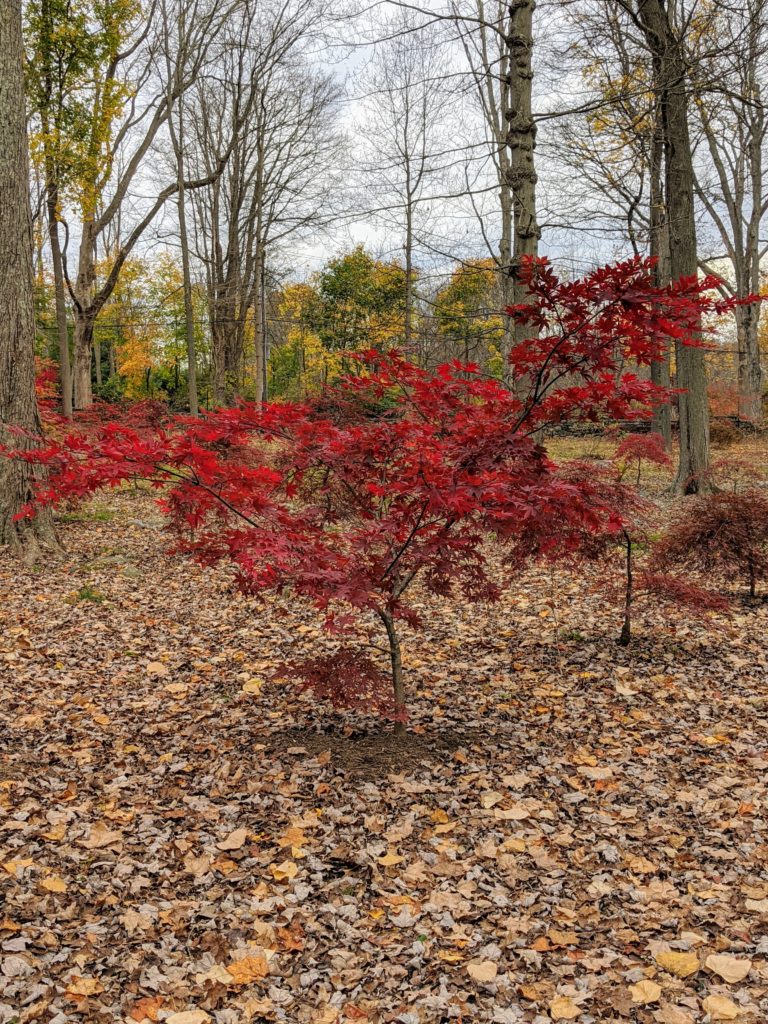 Walking Through My Japanese Maple Grove - The Martha Stewart Blog
