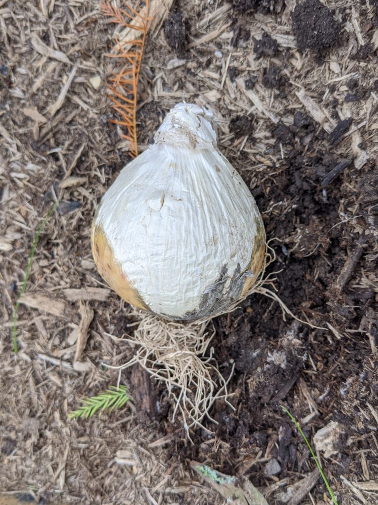 Planting Spring-Blooming Bulbs in the Pergola Garden - The Martha ...
