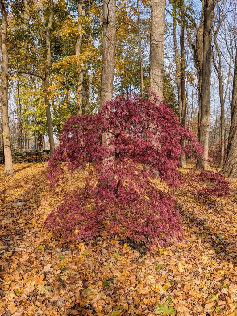 Walking Through My Japanese Maple Grove - The Martha Stewart Blog