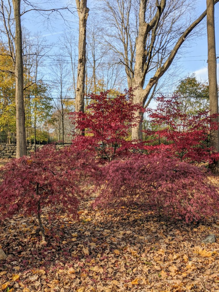 Walking Through My Japanese Maple Grove - The Martha Stewart Blog