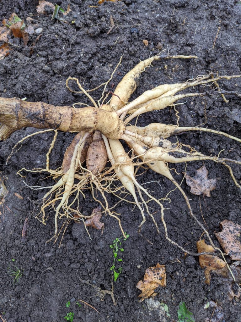 Digging up Dahlia Tubers for Storage - The Martha Stewart Blog