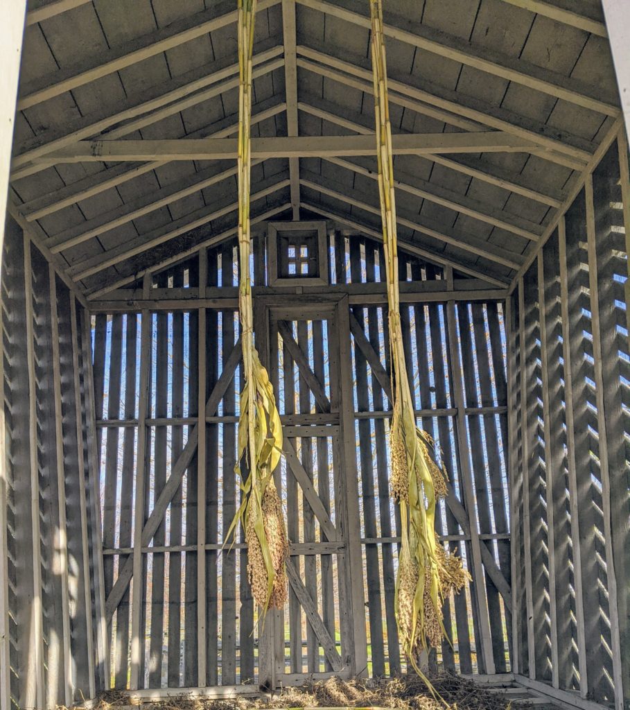 Harvesting Broom Corn - The Martha Stewart Blog