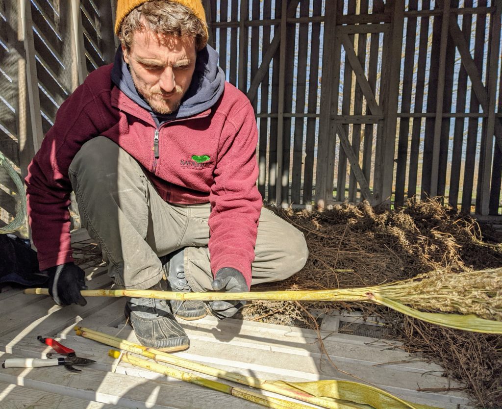 Harvesting Broom Corn - The Martha Stewart Blog