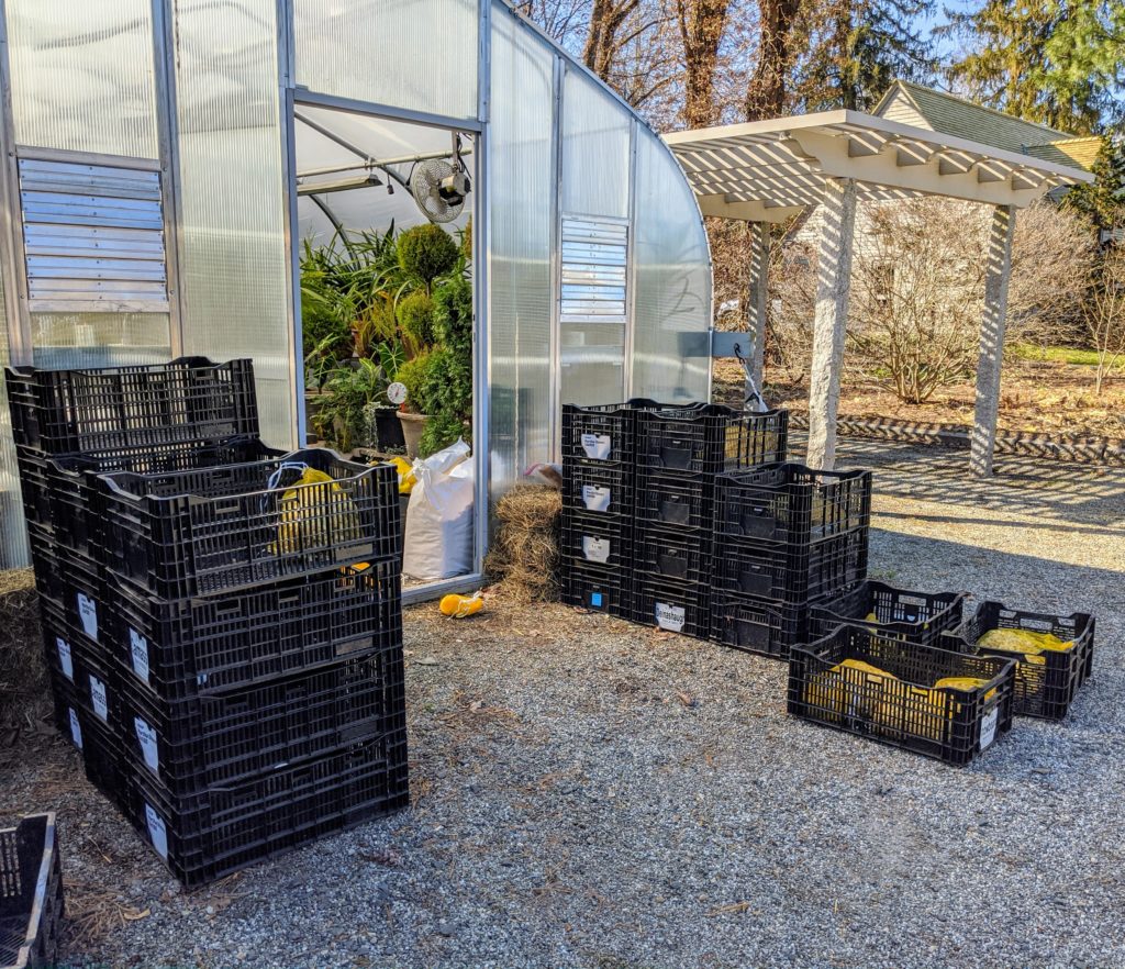 Storing Dahlia Tubers for Winter - The Martha Stewart Blog