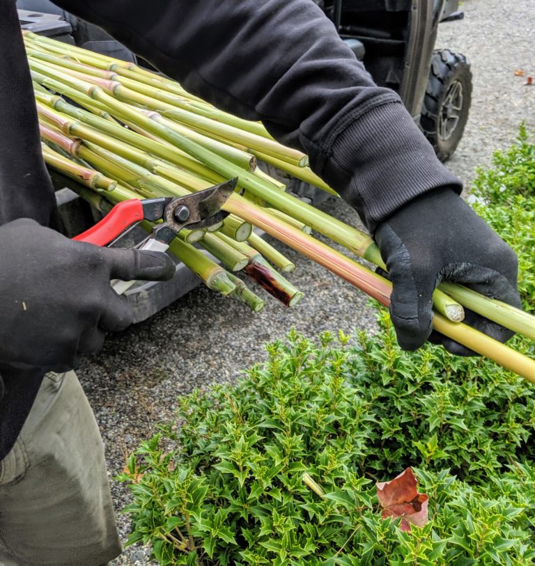 Harvesting Broom Corn - The Martha Stewart Blog