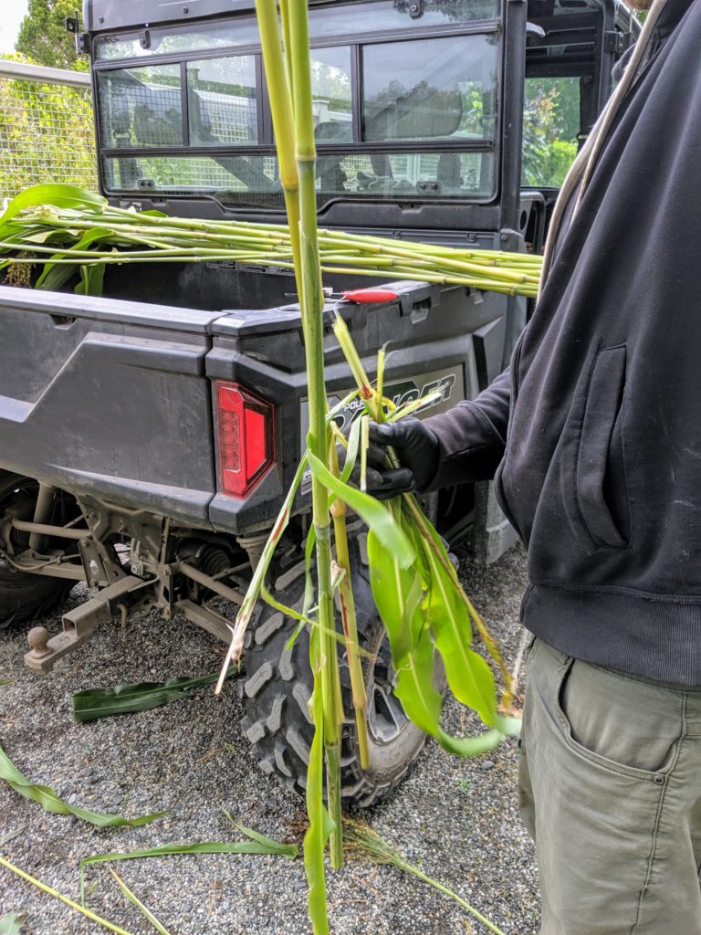 Harvesting Broom Corn - The Martha Stewart Blog