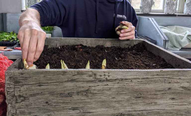 Forcing Paperwhites Indoors - The Martha Stewart Blog