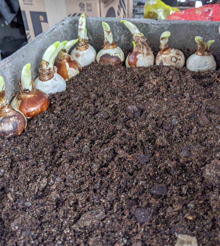 Forcing Paperwhites Indoors - The Martha Stewart Blog