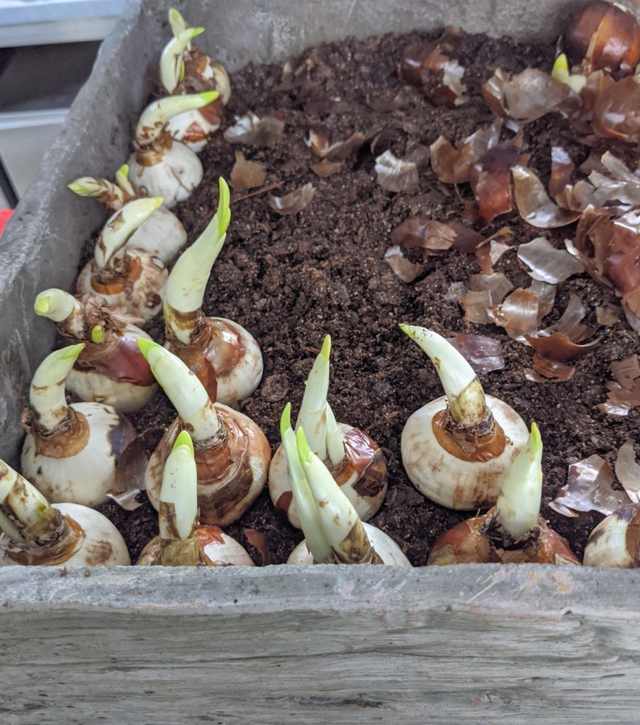 Forcing Paperwhites Indoors - The Martha Stewart Blog