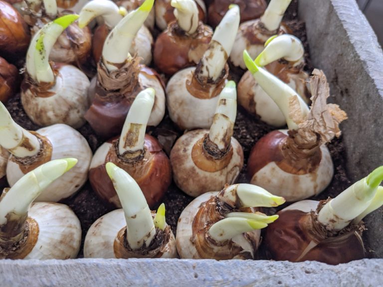 Forcing Paperwhites Indoors - The Martha Stewart Blog