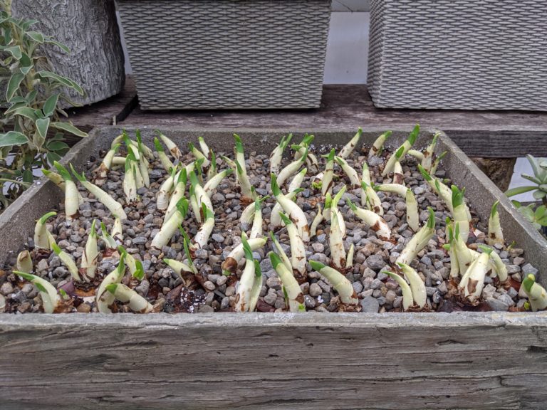 Forcing Paperwhites Indoors - The Martha Stewart Blog