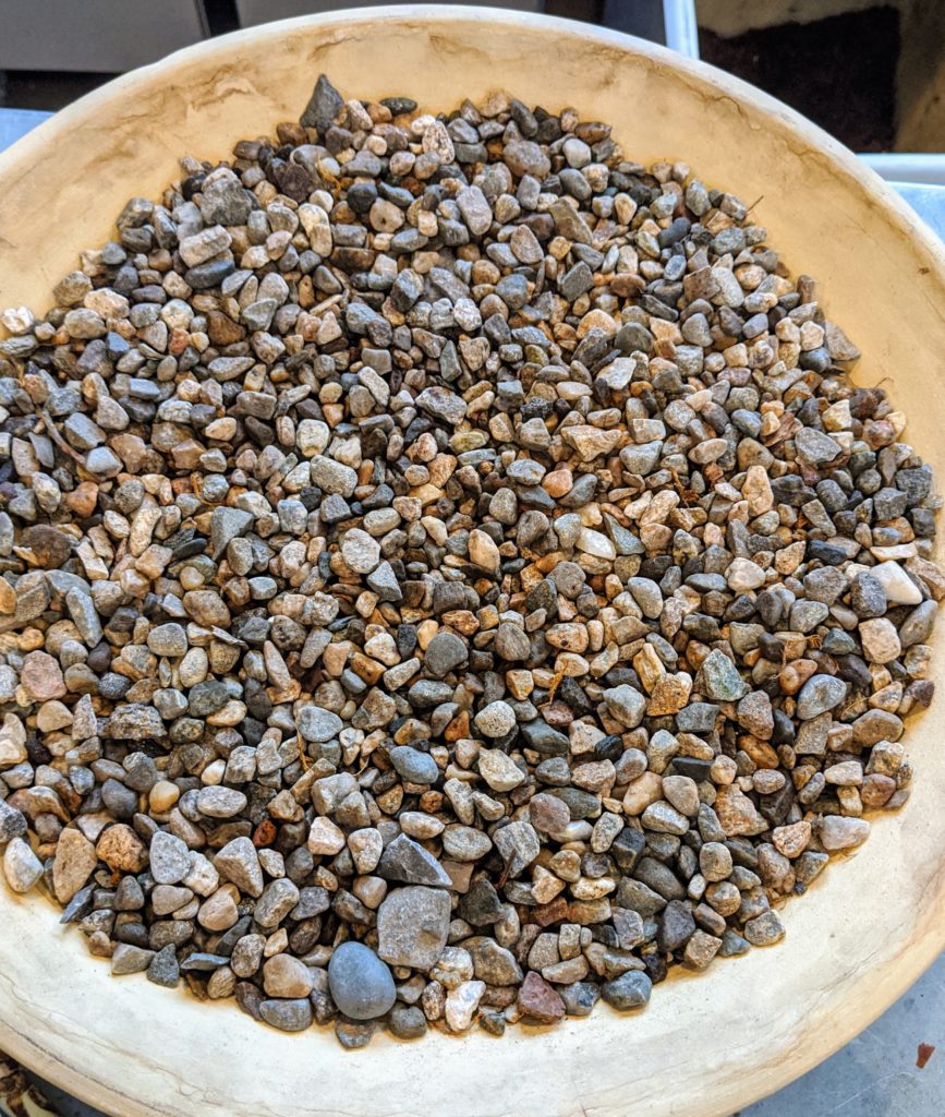 Forcing Paperwhites Indoors - The Martha Stewart Blog