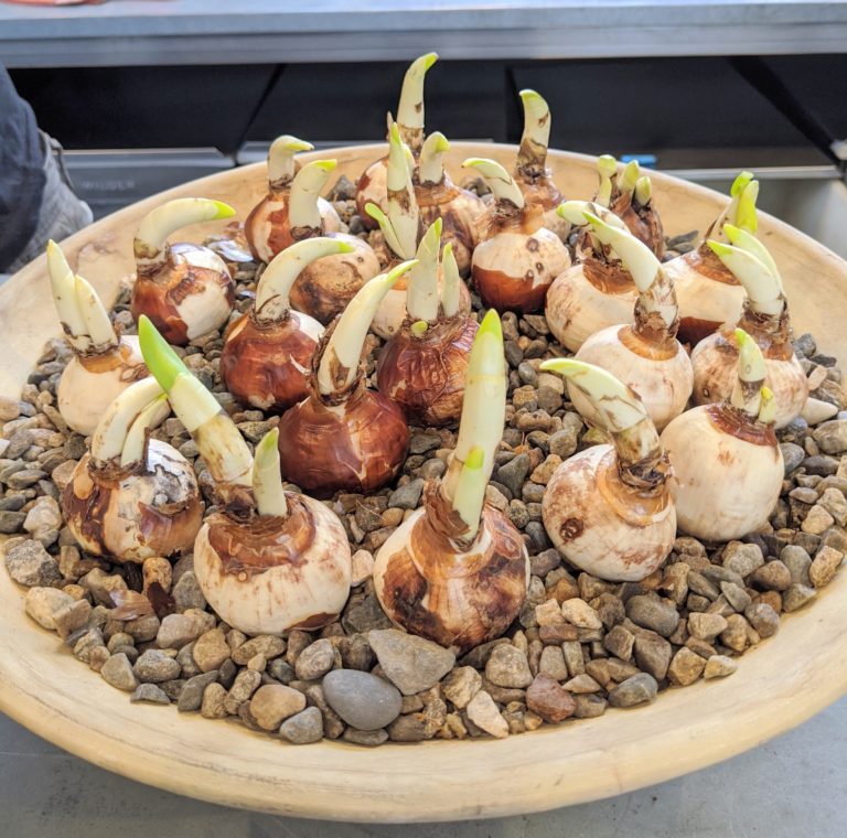 Forcing Paperwhites Indoors - The Martha Stewart Blog