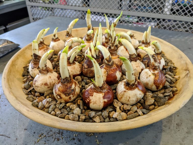 Forcing Paperwhites Indoors - The Martha Stewart Blog