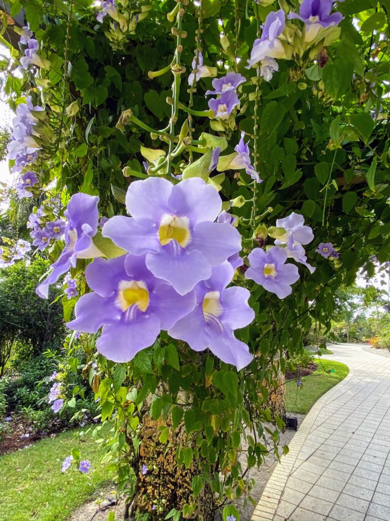 The Martha Stewart Blog : Blog Archive Visiting the Naples Botanical ...