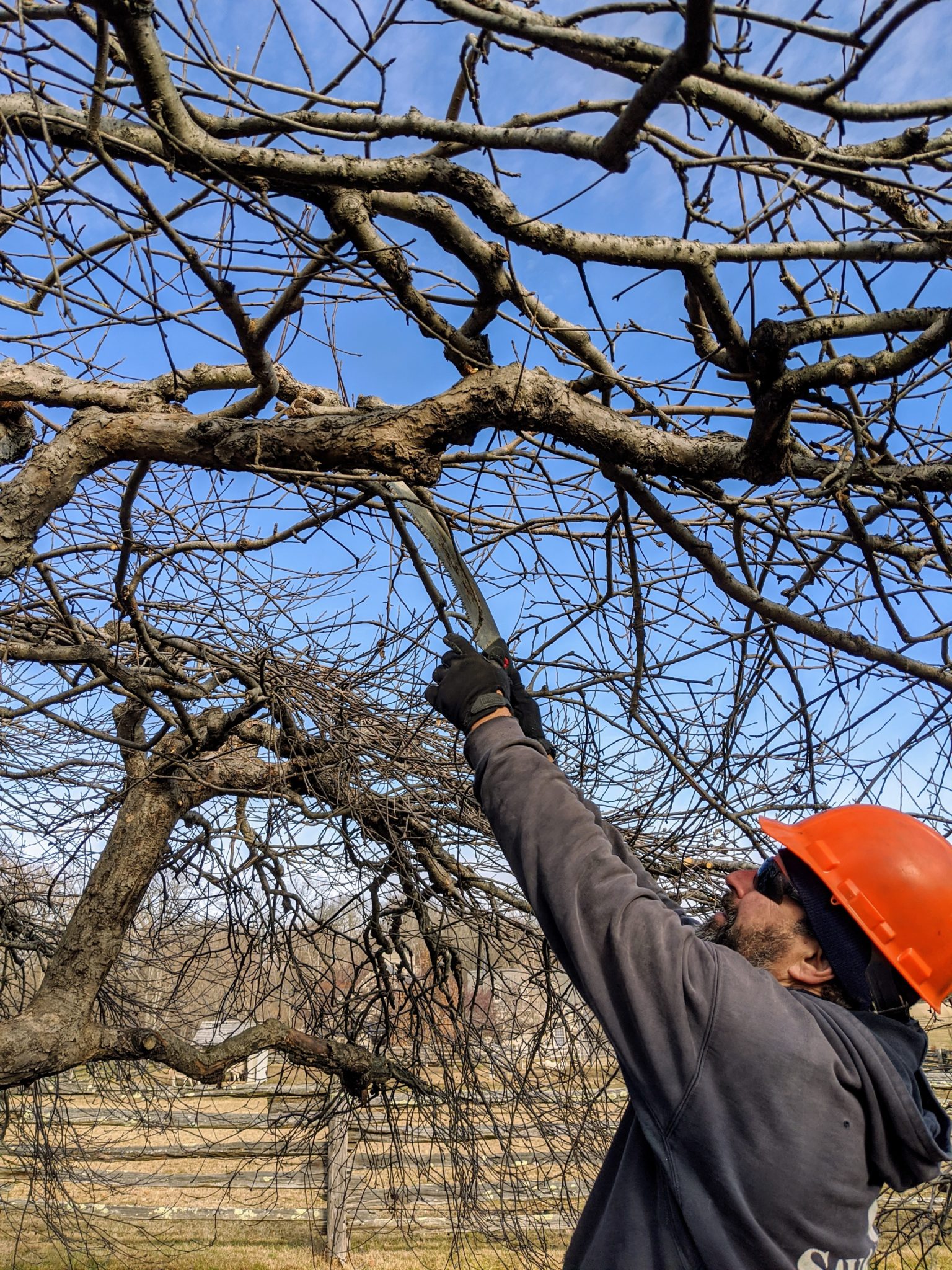Pruning Apple Trees - The Martha Stewart Blog