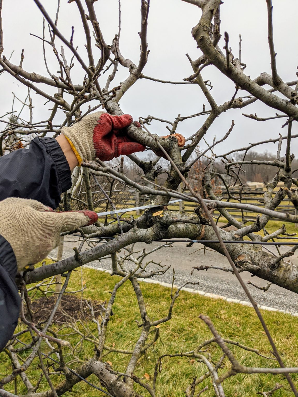 Pruning Apple Trees - The Martha Stewart Blog